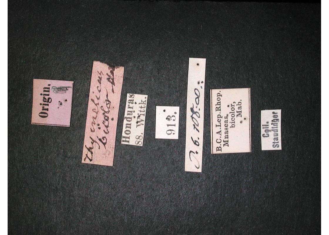 Mnaseas bicolor (type specimens)