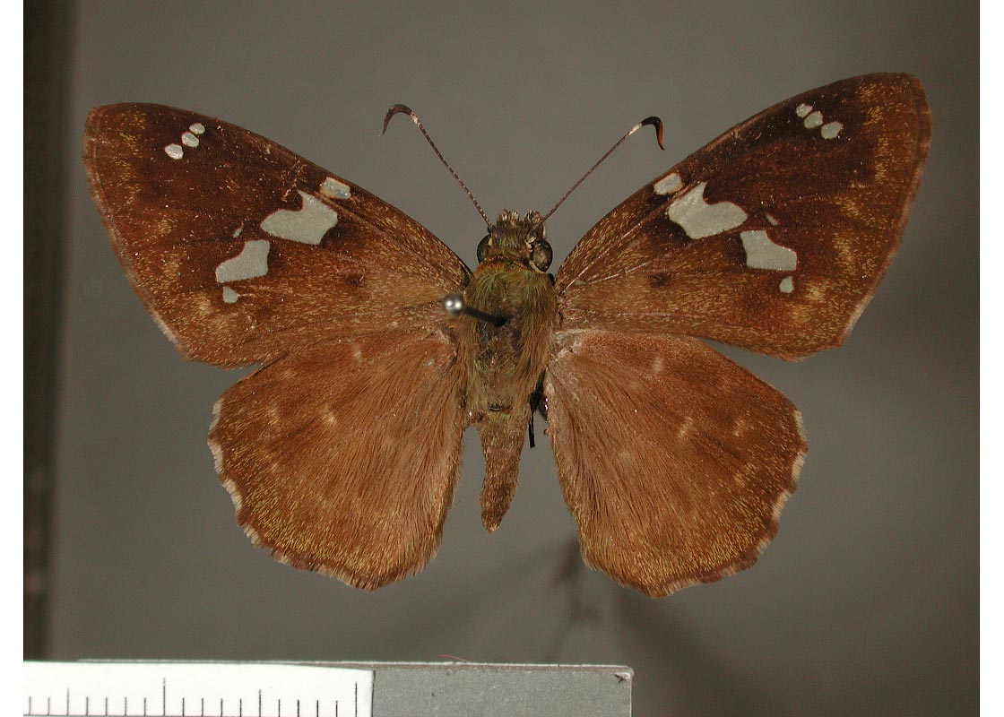 Celaenorrhinus bifurcus (type specimens)