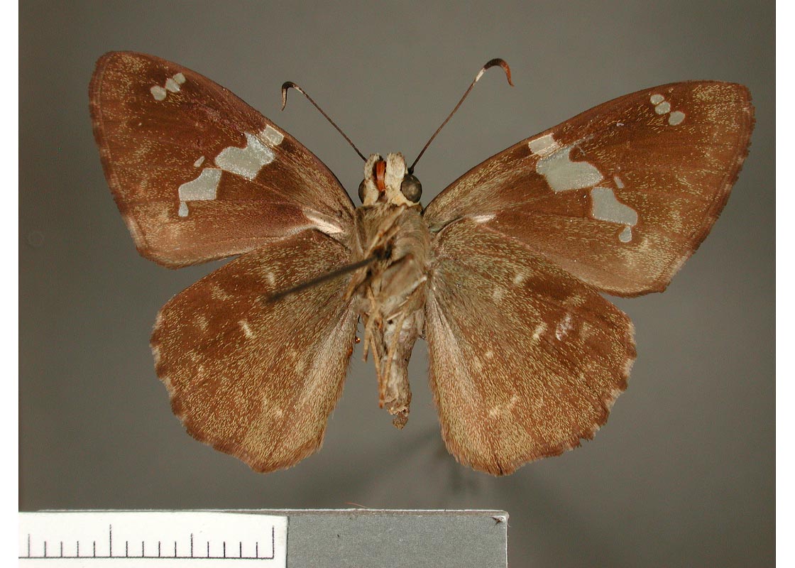 Celaenorrhinus bifurcus (type specimens)