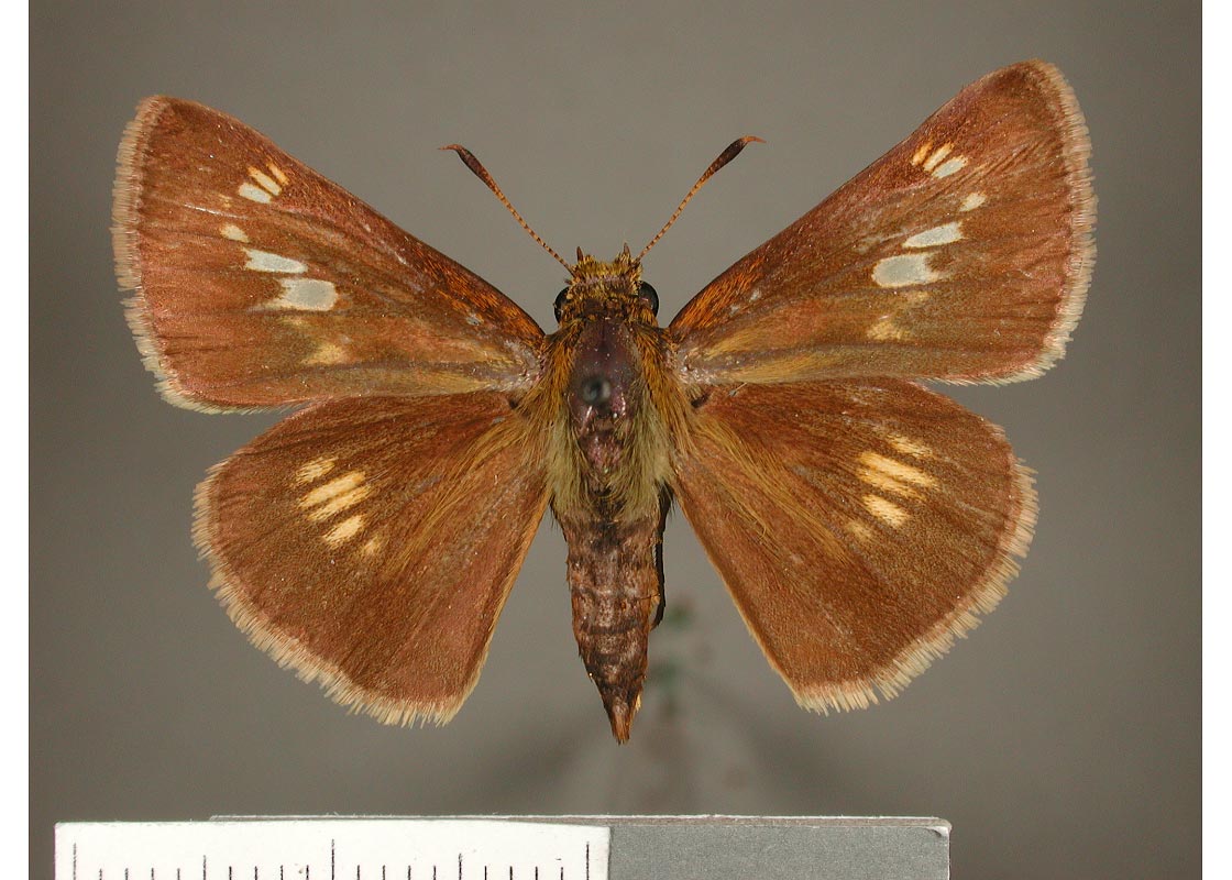 Euphyes conspicua buchholzi ALLOTYPE, TL: USA (Ne), [AMNH]