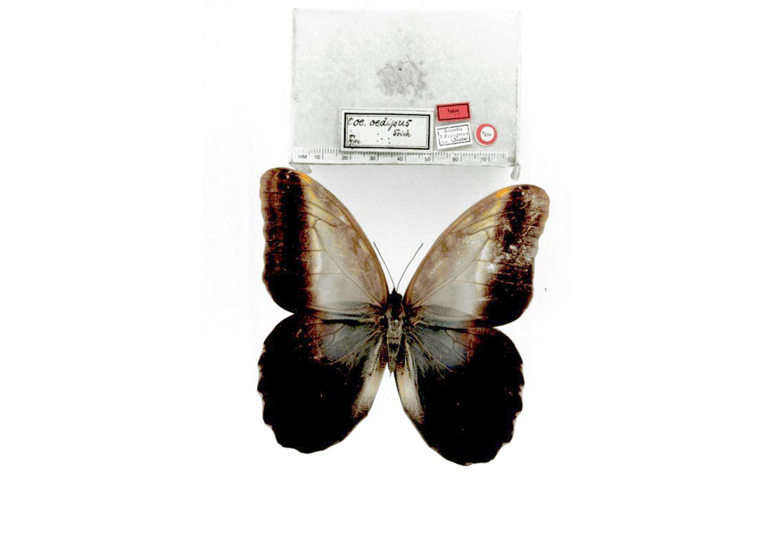 Caligo o. oedipus (type specimens)
