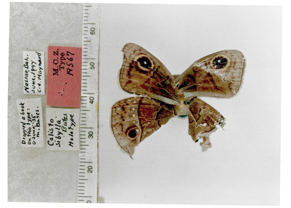 Calisto sibylla (type specimens)