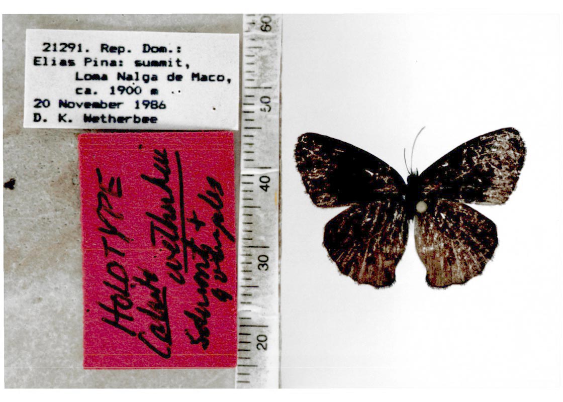 Calisto wetherbeei (type specimens)