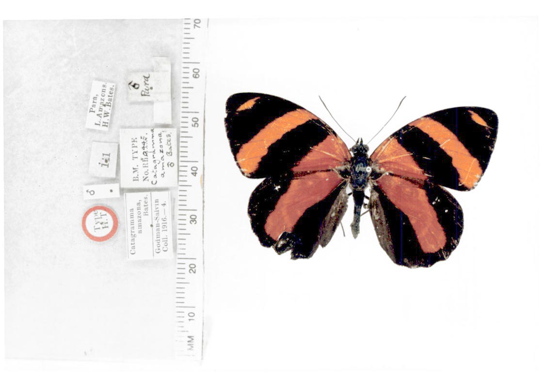 Callicore cynosura amazona (type specimens)