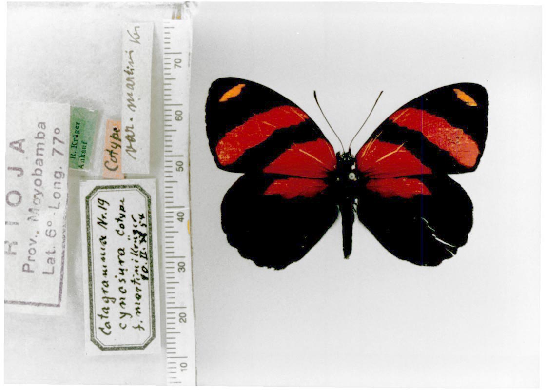 Callicore c. cynosura (type specimens)