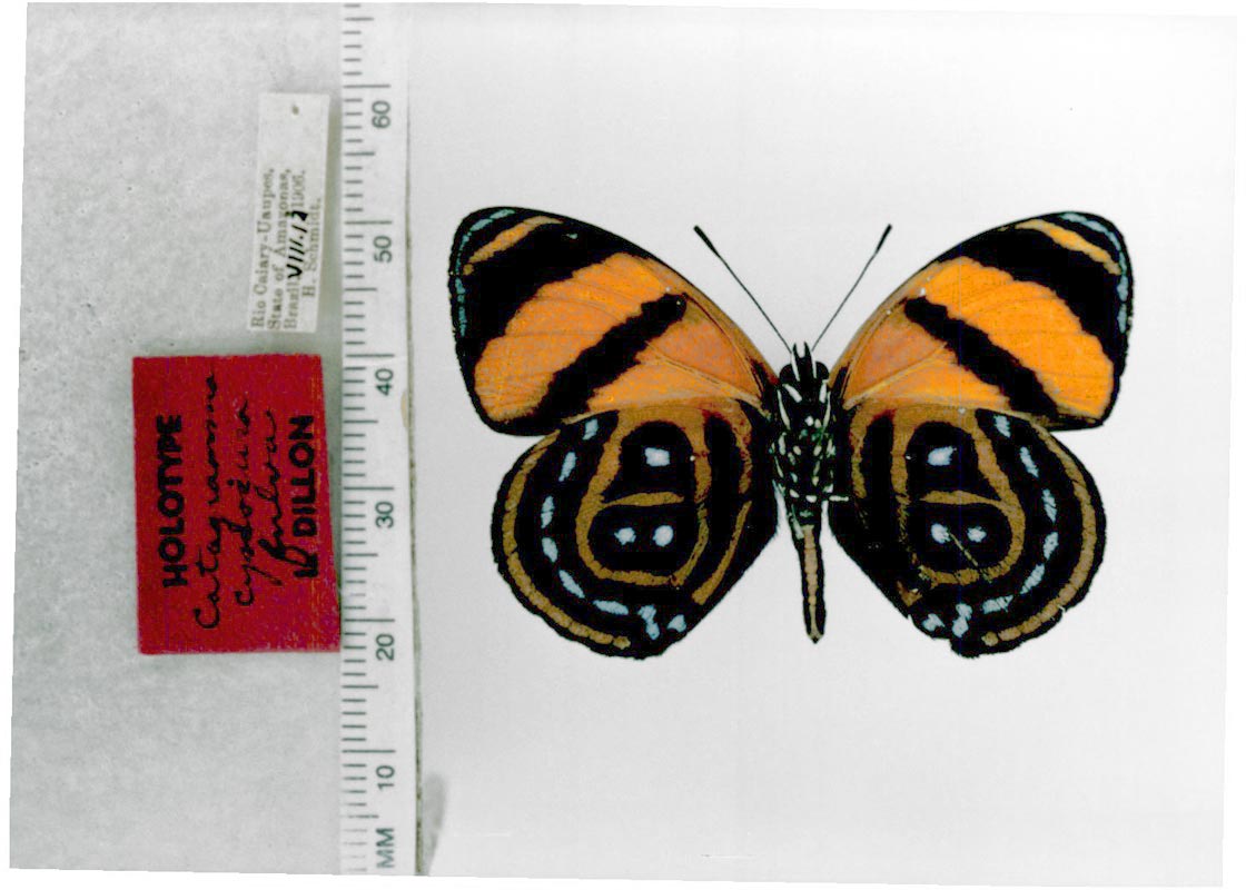 Callicore cynosura fulva (type specimens)
