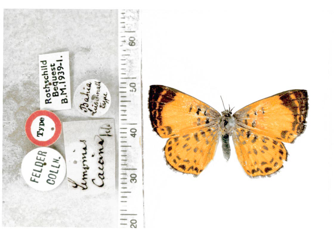Argyraspila caecina (type specimens)