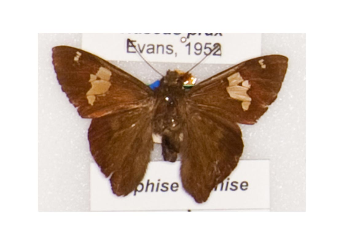 Cephise cephise (type specimens)