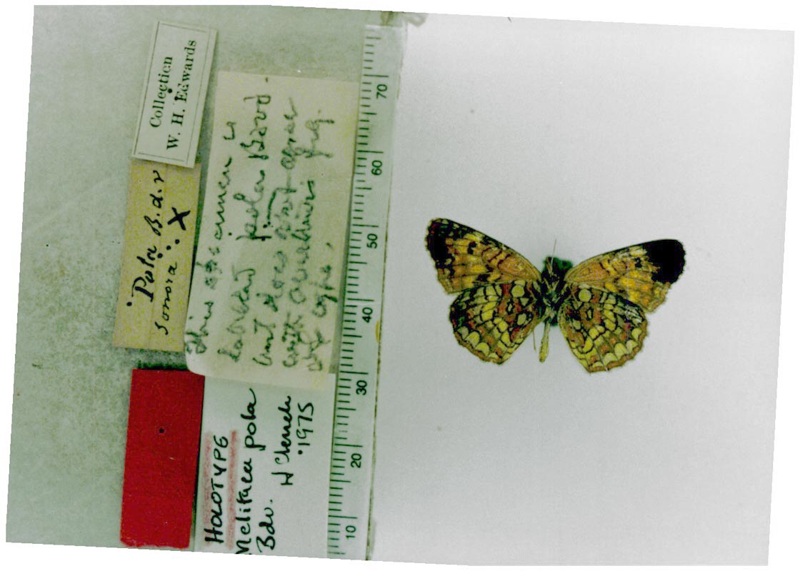 Chlosyne palla pola (type specimens)