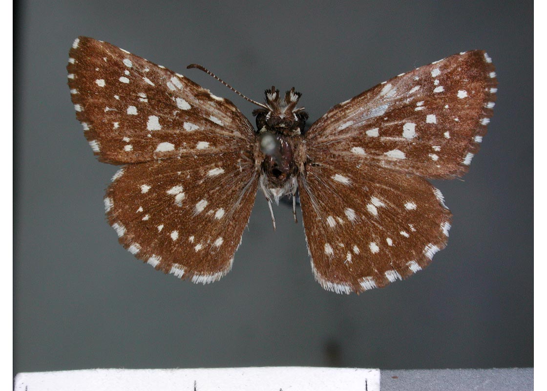 Burnsius crisia (type specimens)