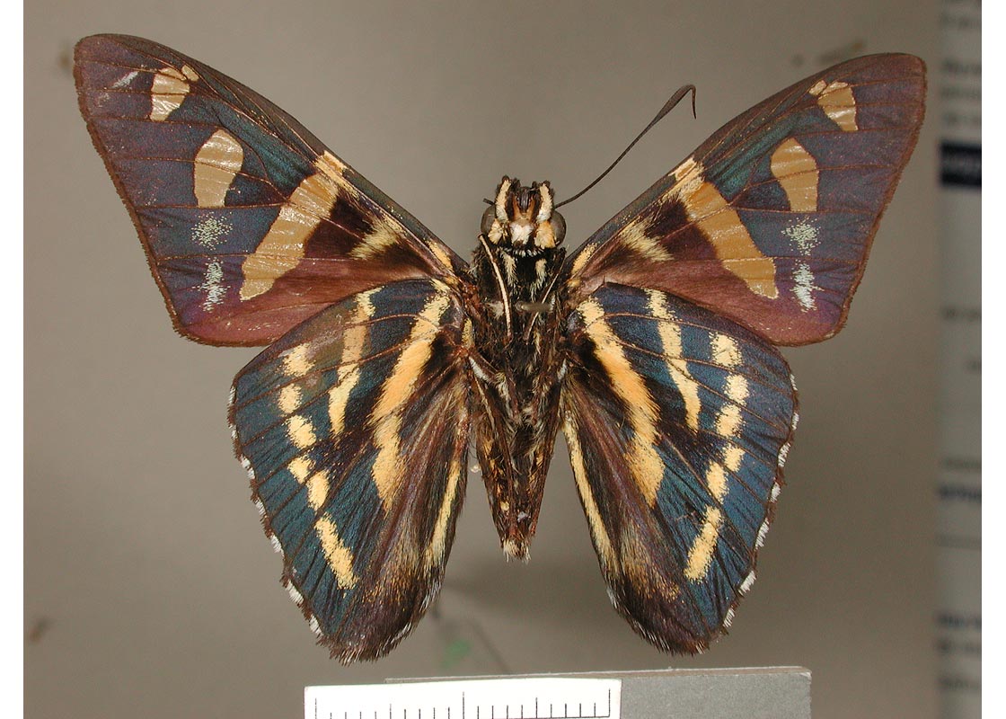 Phocides yokhara charonotis (type specimens)