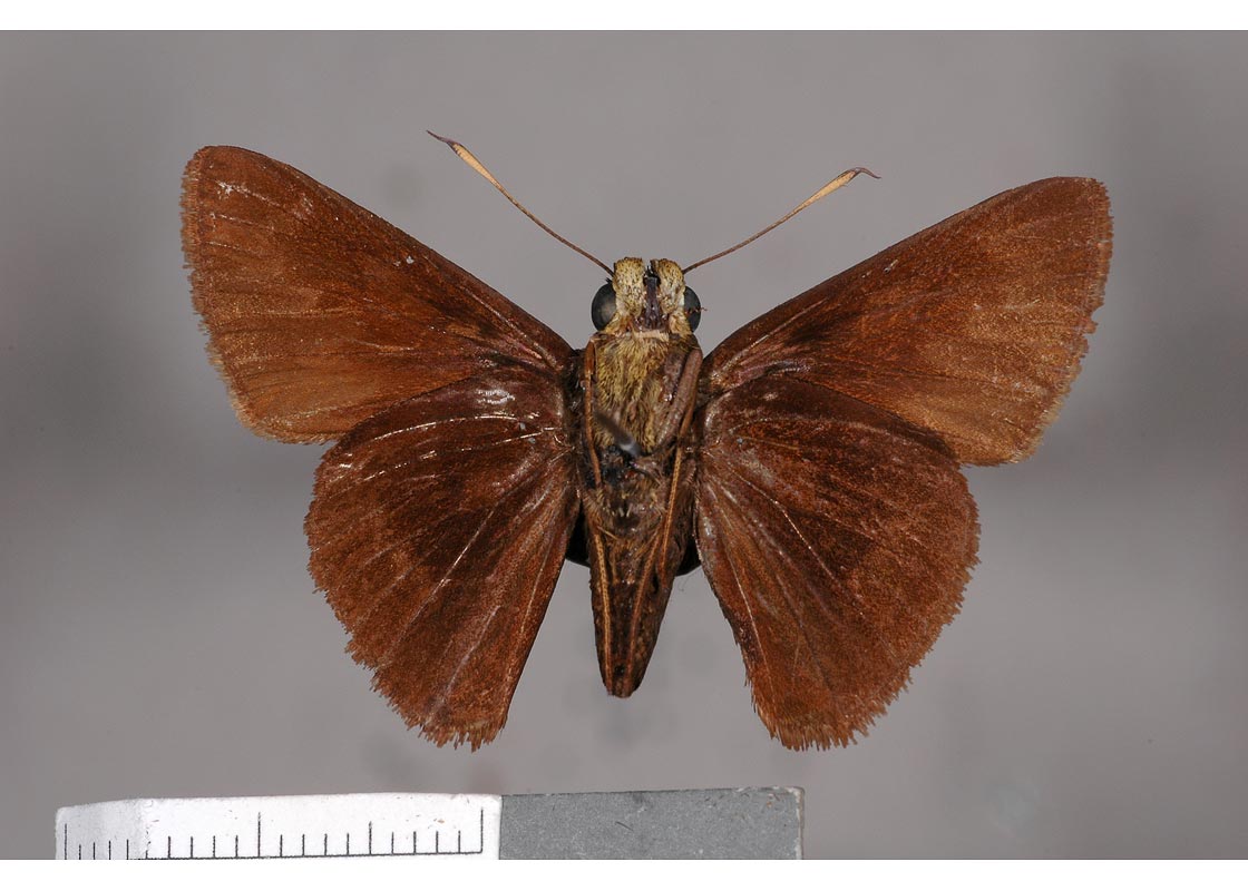 Mnaseas d. derasa (pinned specimens)