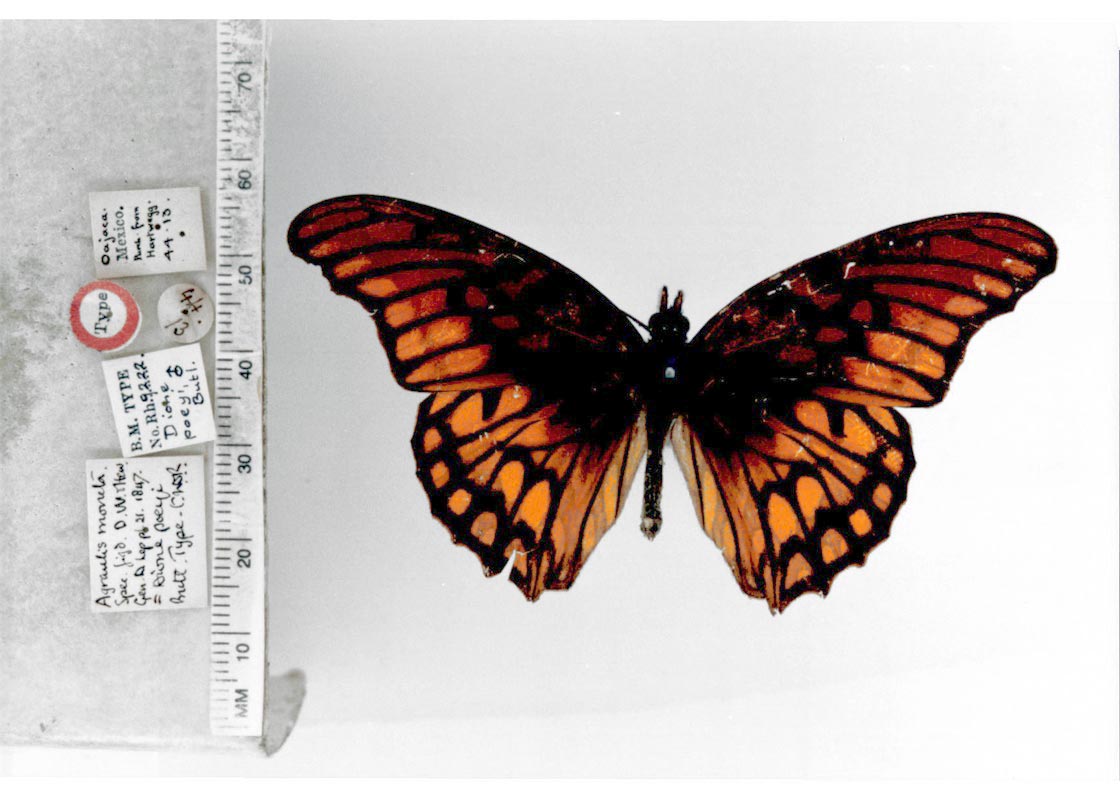 Dione moneta poeyii (type specimens)