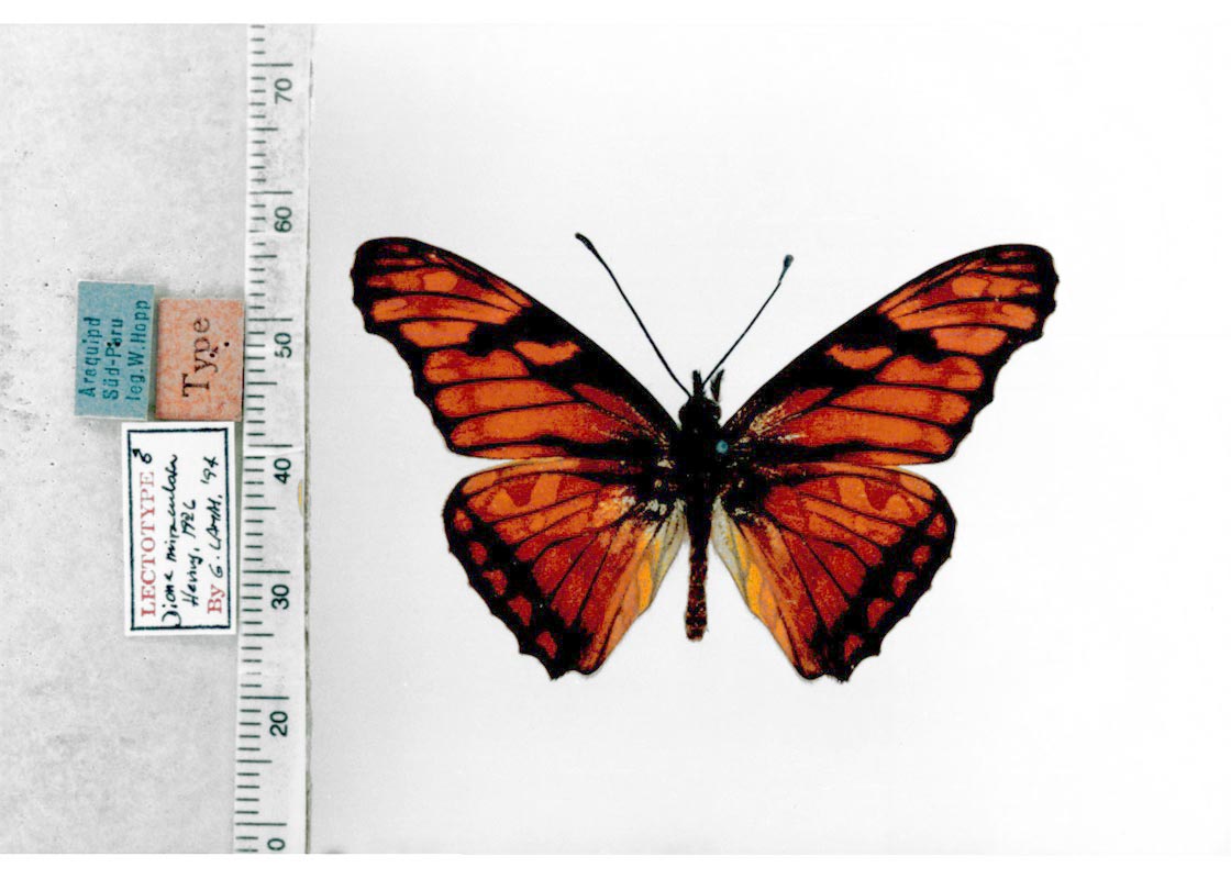 Dione juno miraculosa (type specimens)