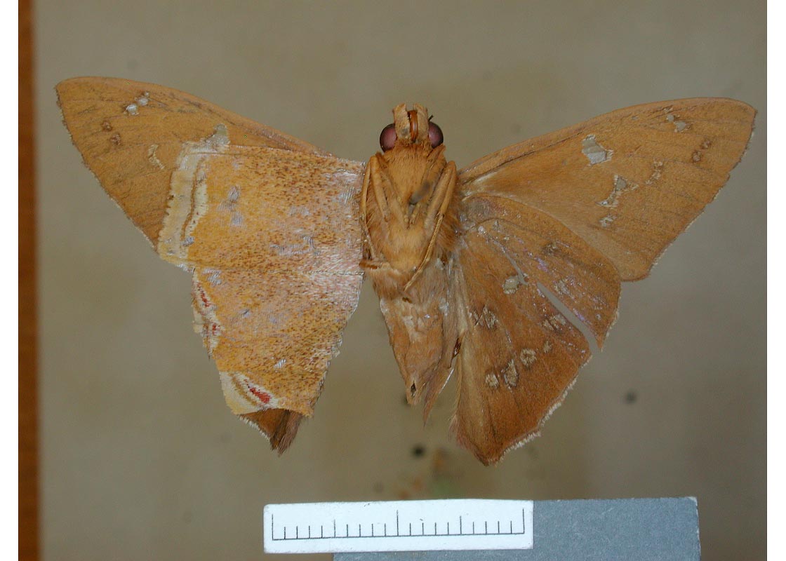 Dyscophellus doriscus (pinned specimens)