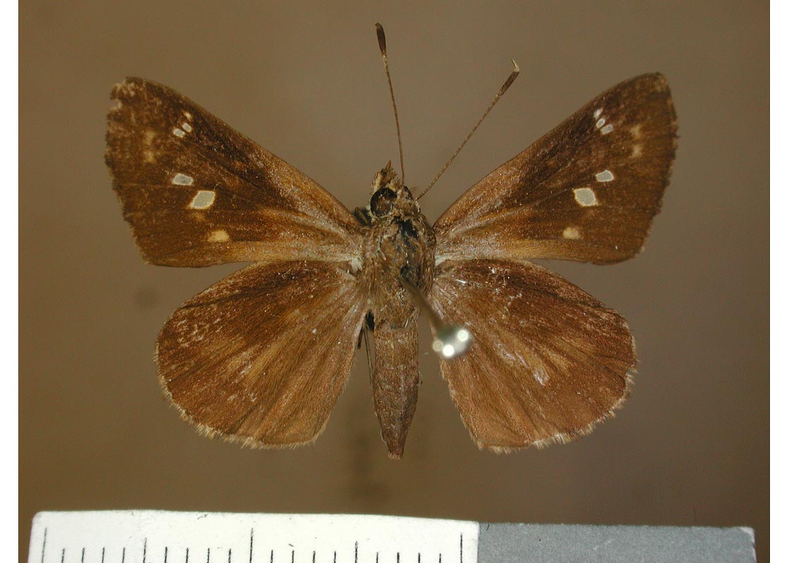Cobalopsis dorpa (type specimens)