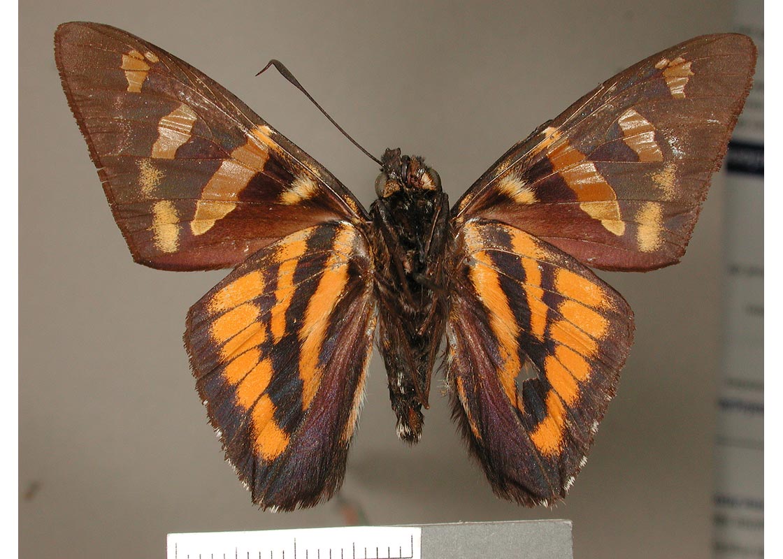 Phocides yokhara dryas (type specimens)