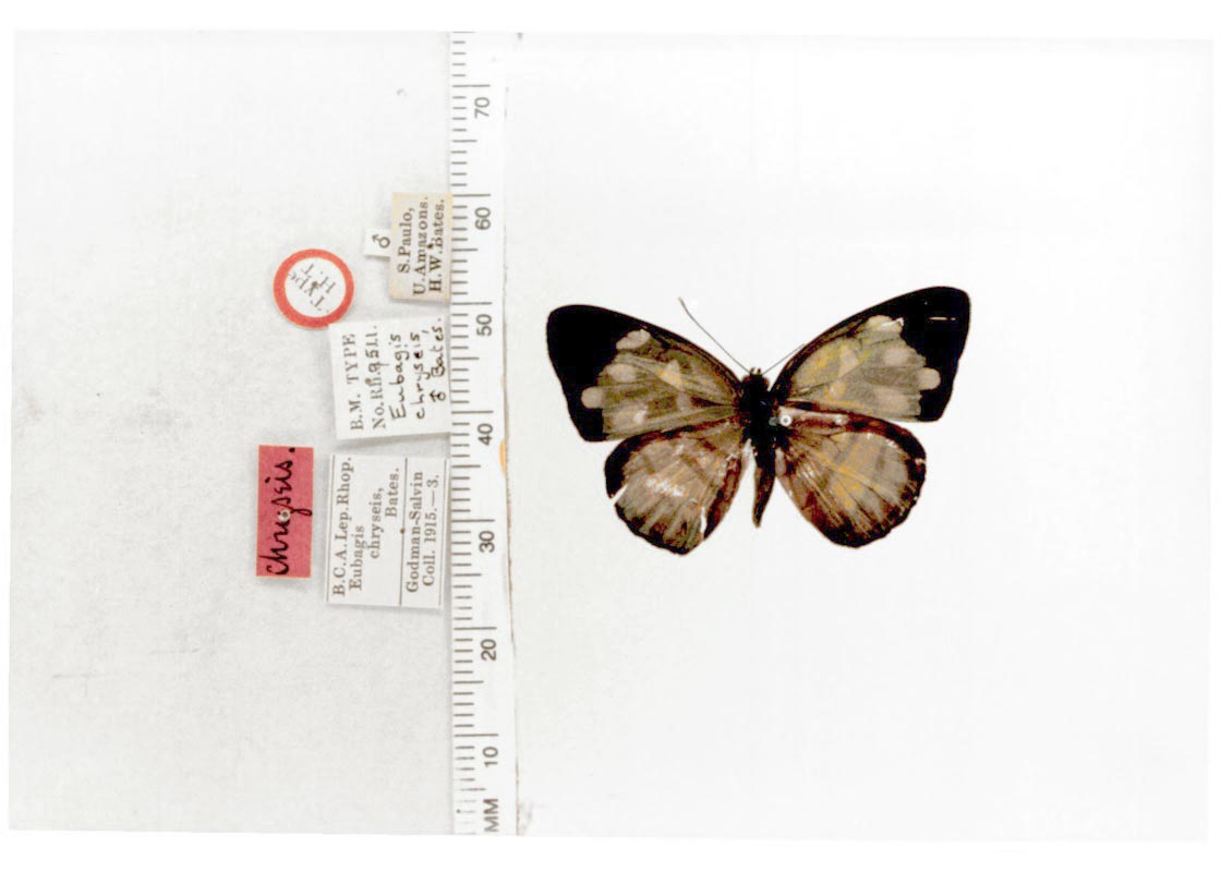 Dynamine chryseis (type specimens)