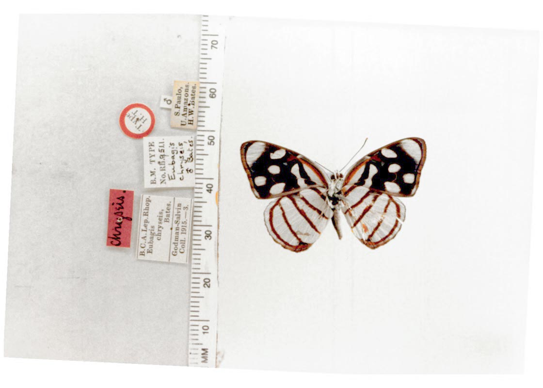 Dynamine chryseis (type specimens)