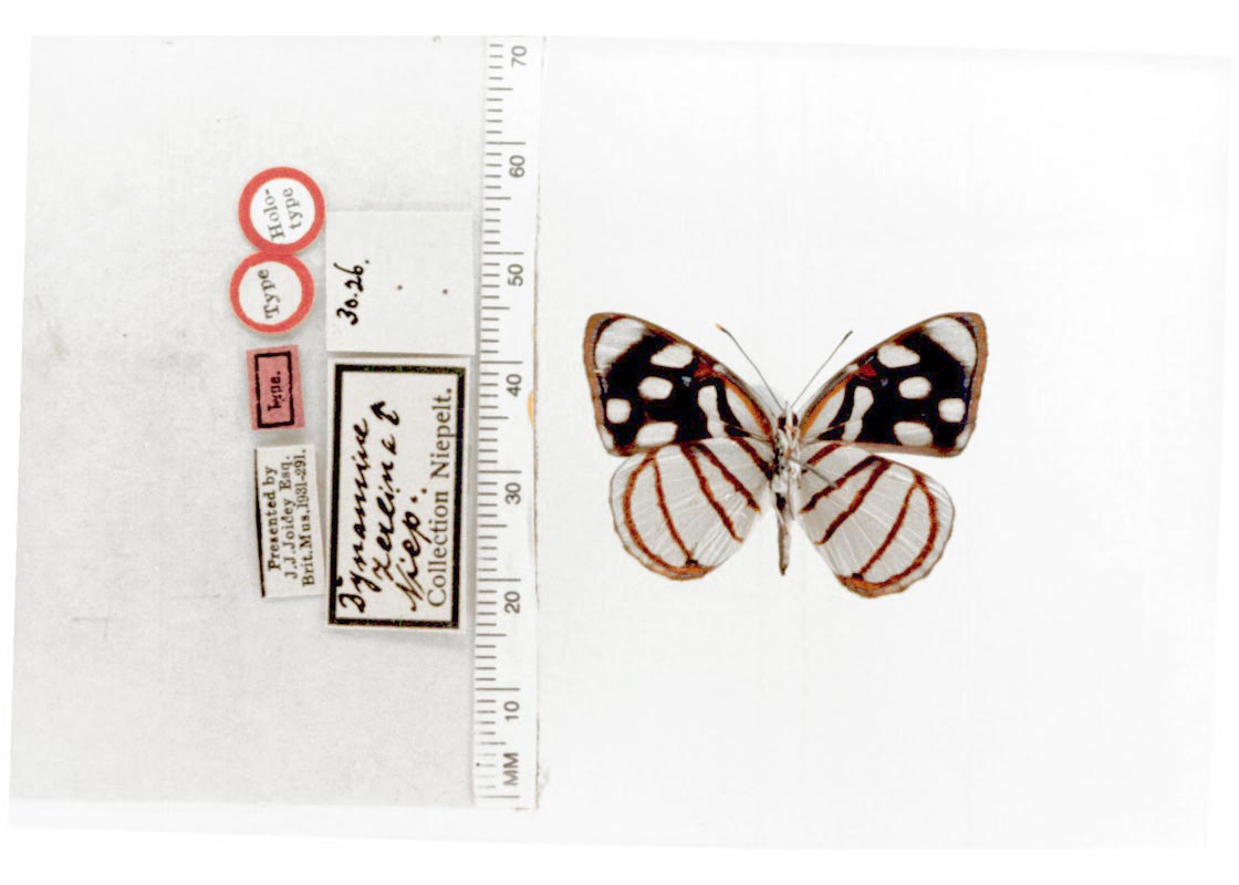 Dynamine chryseis (type specimens)