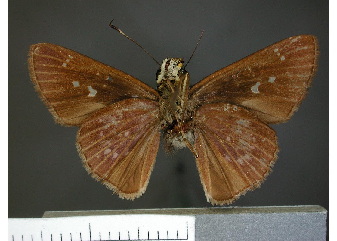Lerema etelka (type specimens)