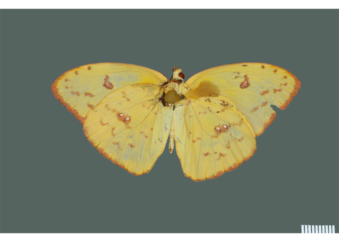 Phoebis sennae marcellina specimen, TL: Surinam