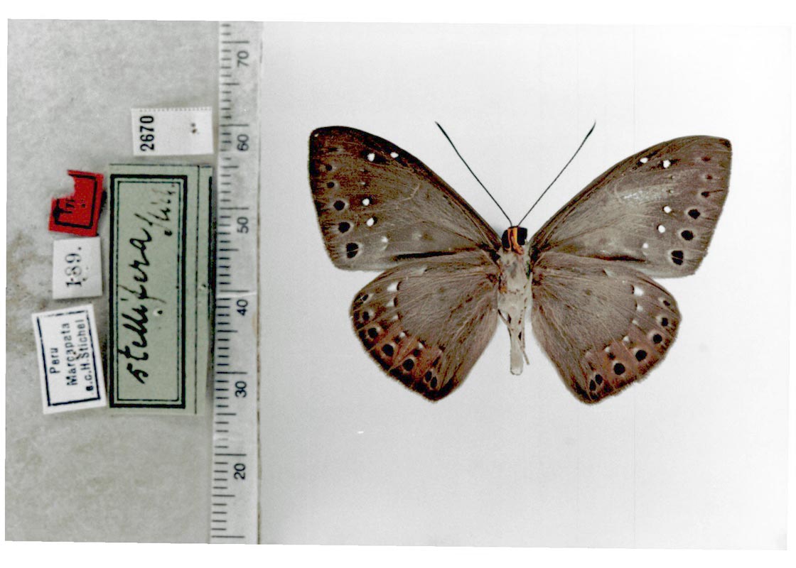 Eurybia albiseriata stellifera (type specimens)
