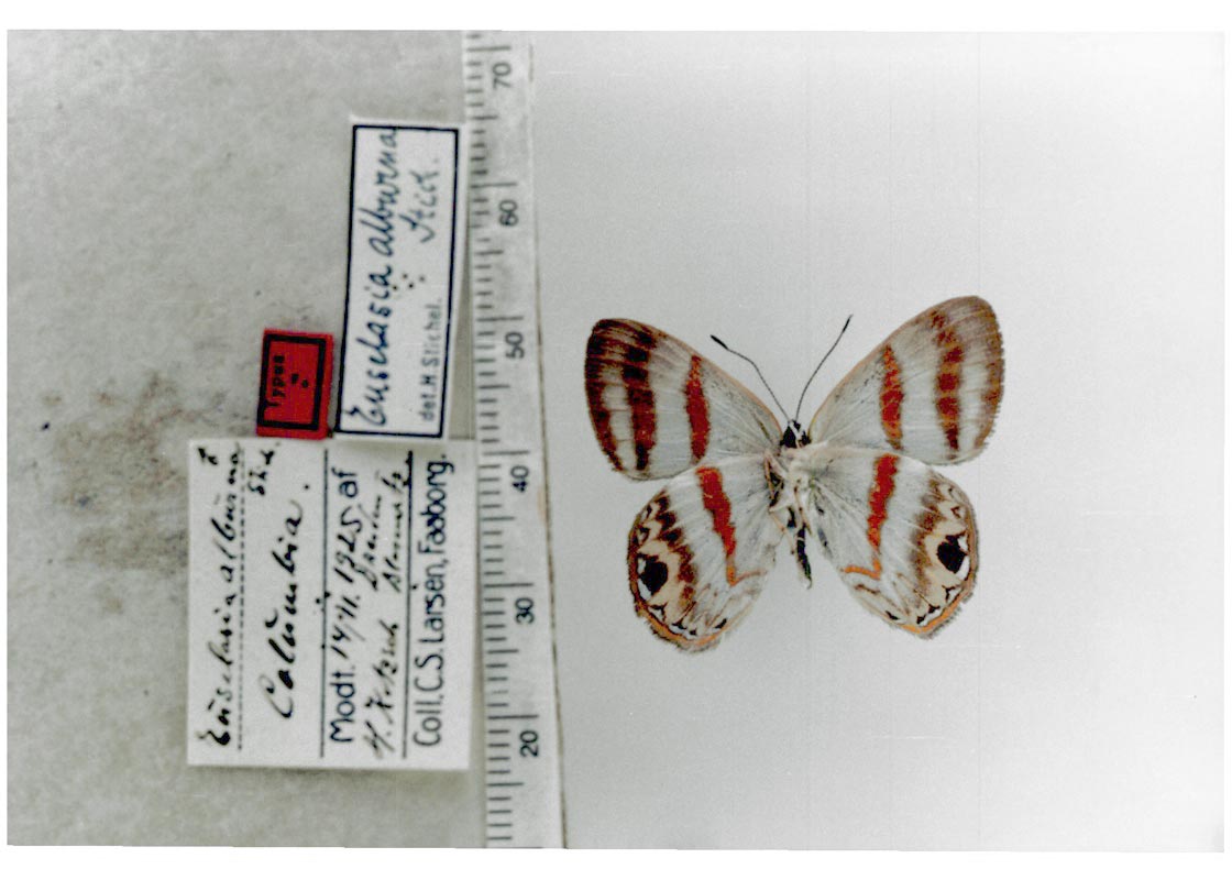 Myselasia inconspicua (type specimens)