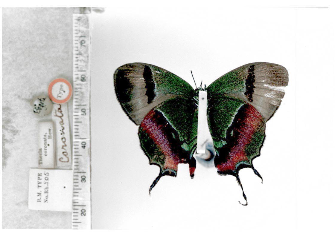 Evenus coronata (type specimens)