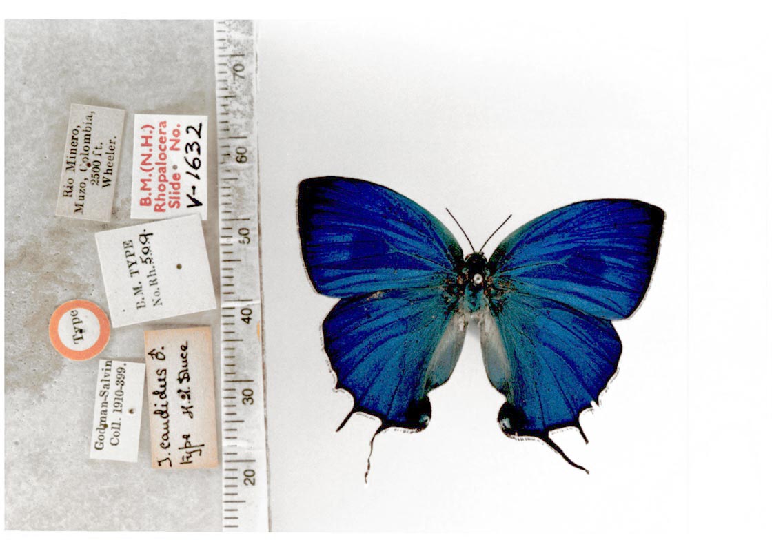 Evenus candidus (type specimens)