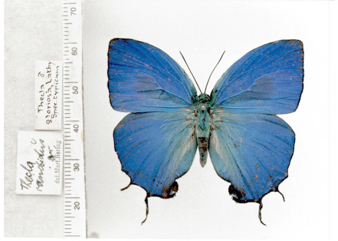 Evenus candidus (type specimens)