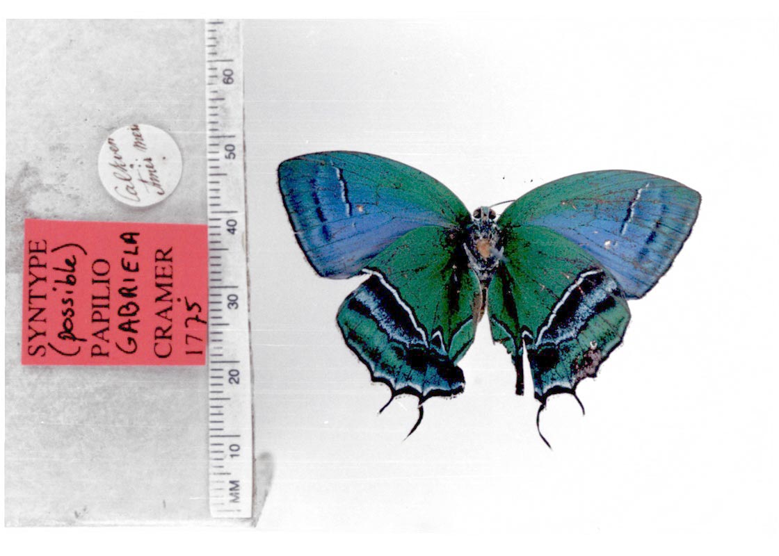 Evenus sumptuosa (pinned specimens)