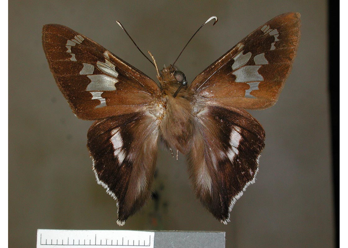 Ridens fieldi (type specimens)