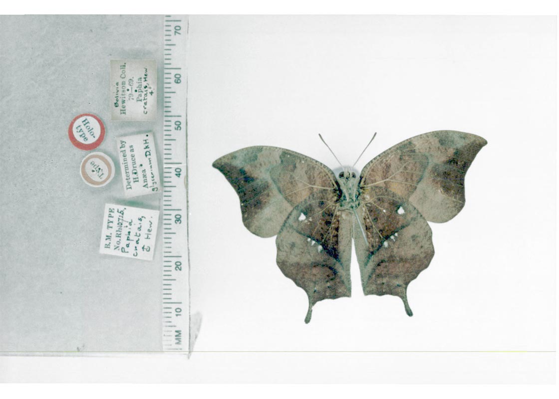 Fountainea glycerium cratais (type specimens)