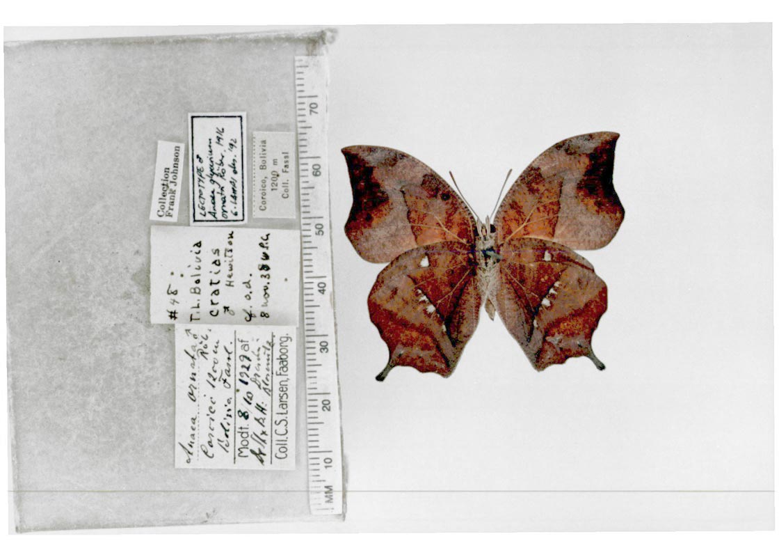 Fountainea glycerium cratais (type specimens)