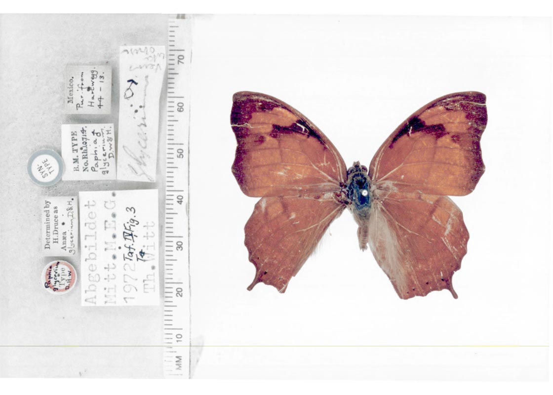 Fountainea g. glycerium (type specimens)