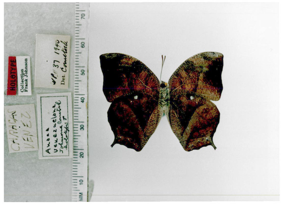Fountainea glycerium venezuelana (type specimens)