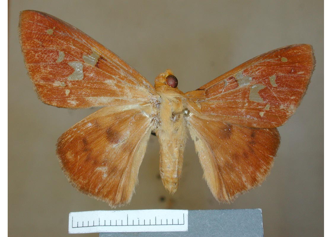 Salatis fulvius (pinned specimens)