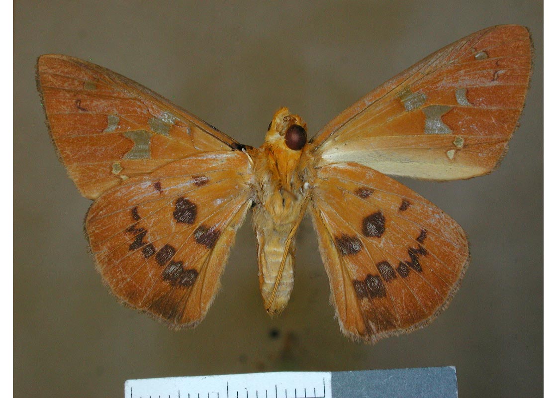 Salatis fulvius (pinned specimens)