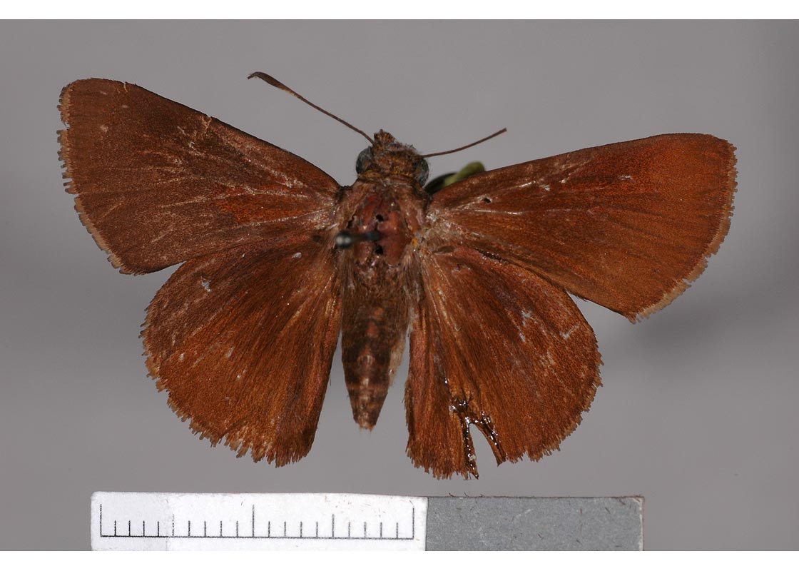 Mnaseas d. derasa (type specimens)