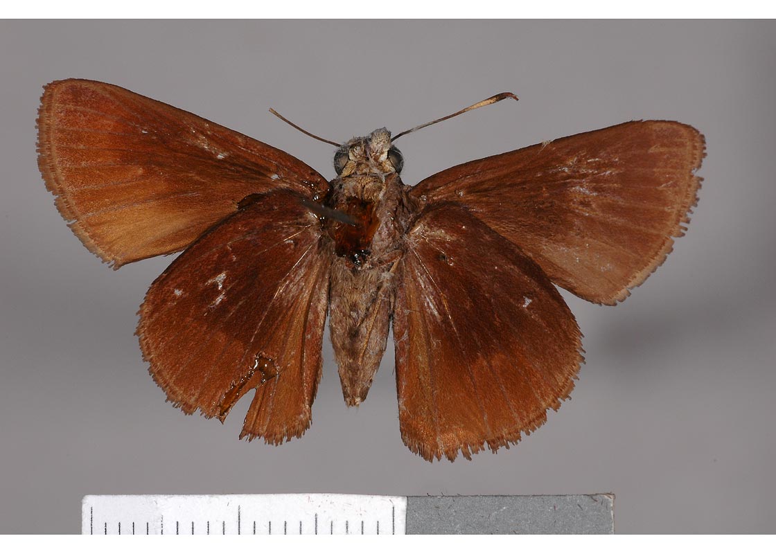 Mnaseas d. derasa (type specimens)