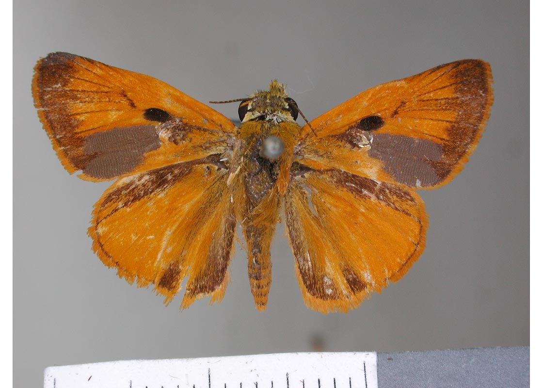 Wallengrenia ophites (type specimens)