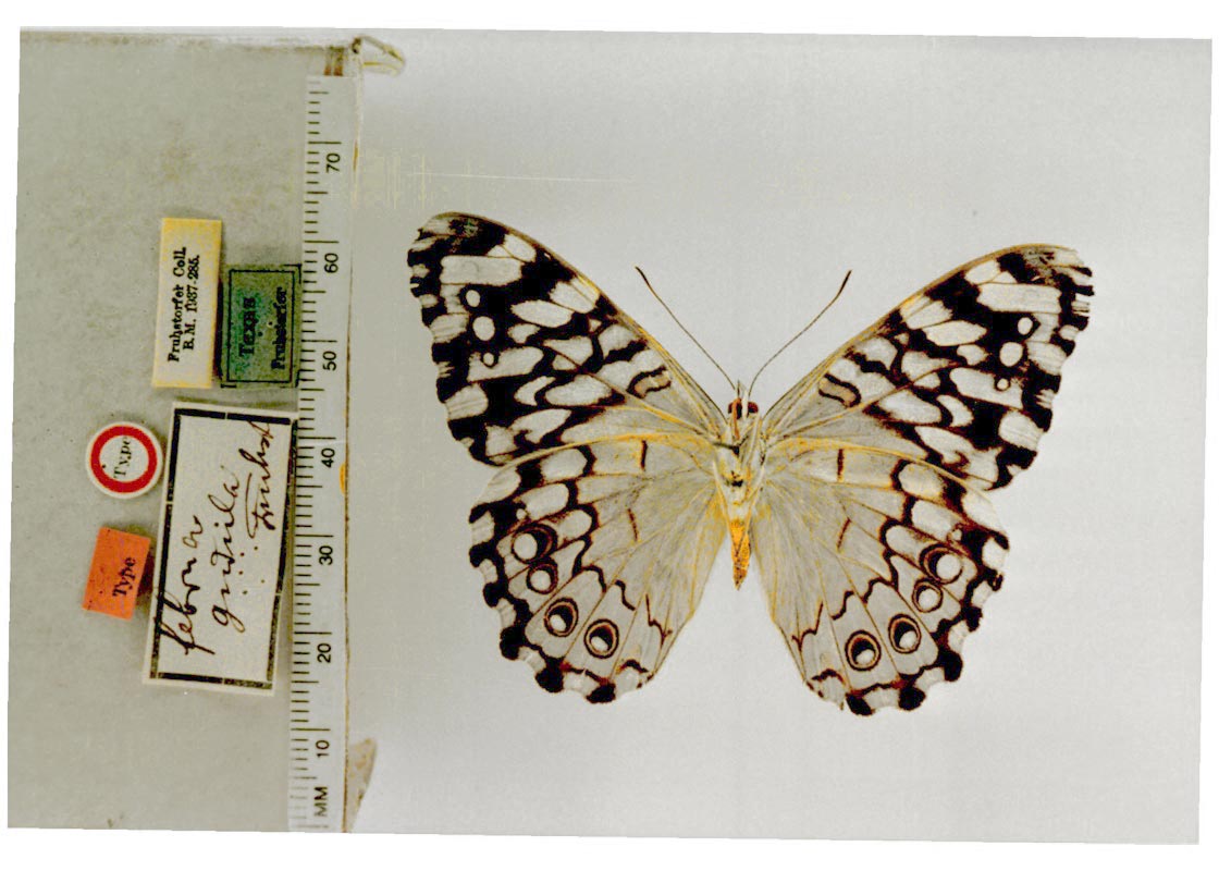 Hamadryas februa ferentina (type specimens)