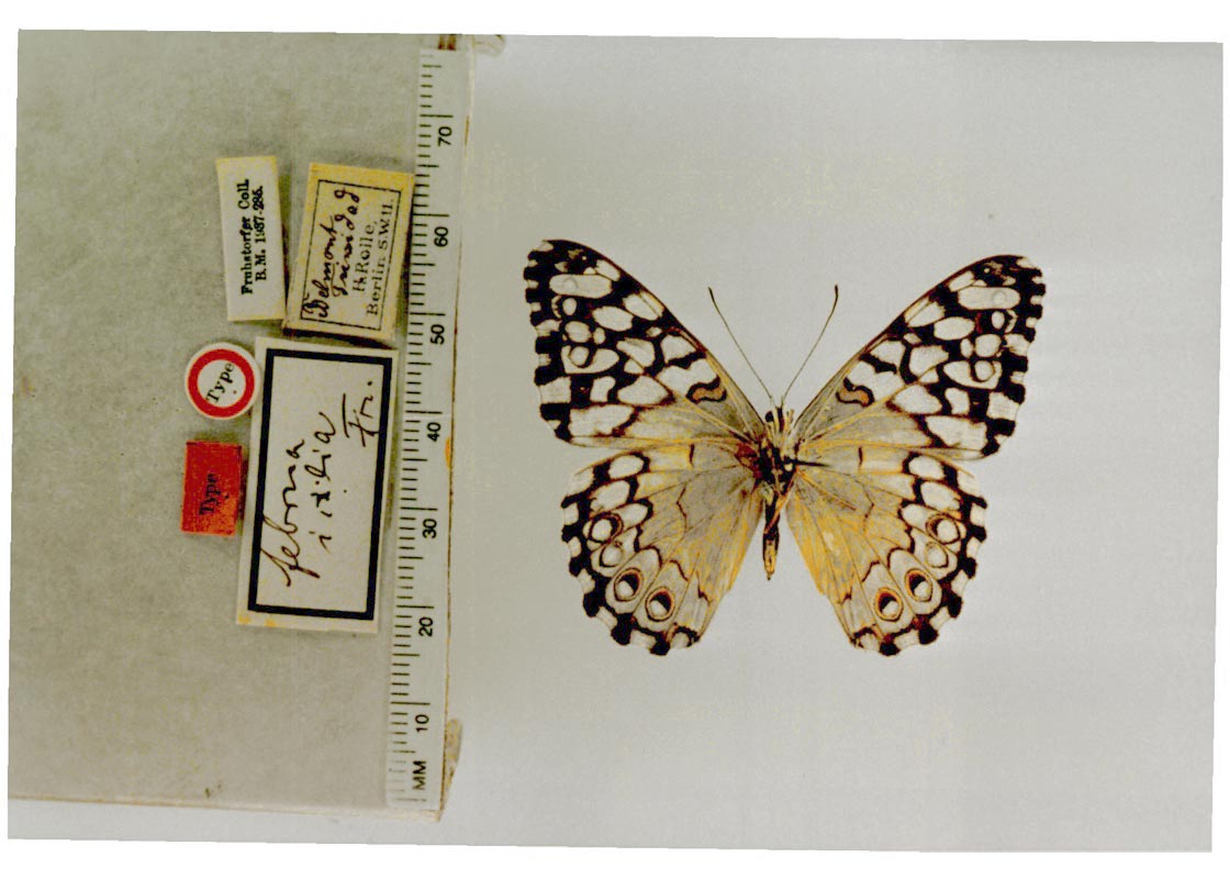 Hamadryas februa ferentina (type specimens)