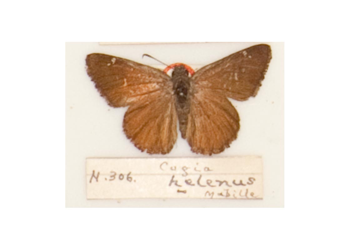 Cogia punctilia (type specimens)