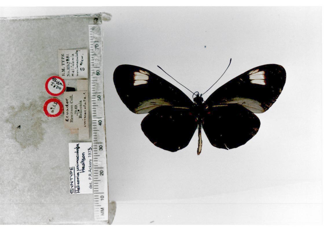 Heliconius melpomene plesseni (type specimens)