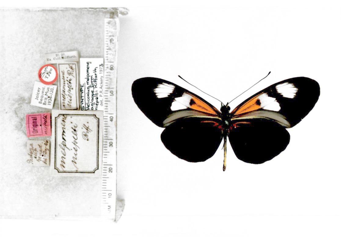 Heliconius melpomene plesseni (type specimens)