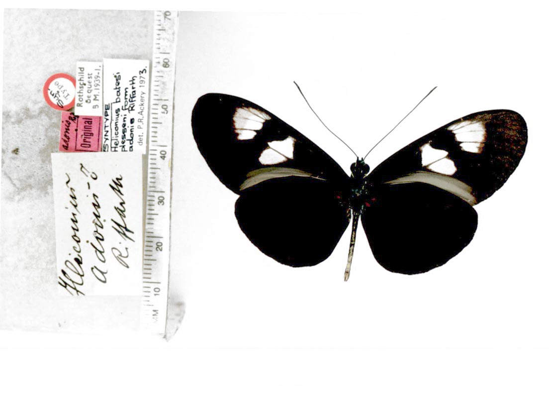 Heliconius melpomene plesseni (type specimens)