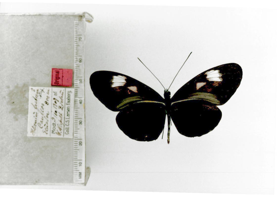 Heliconius melpomene plesseni (type specimens)