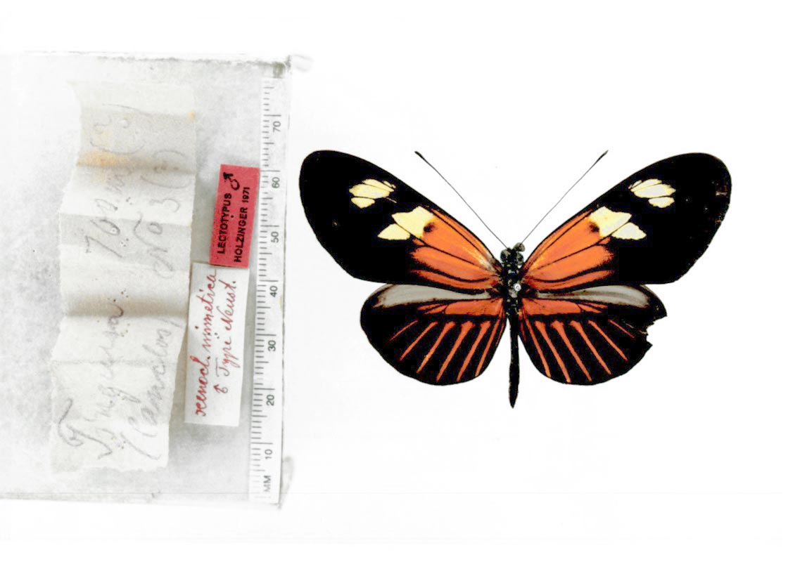 Heliconius melpomene plesseni (type specimens)